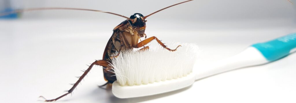 Expert Insect Control Service - #1 Pest Control Company